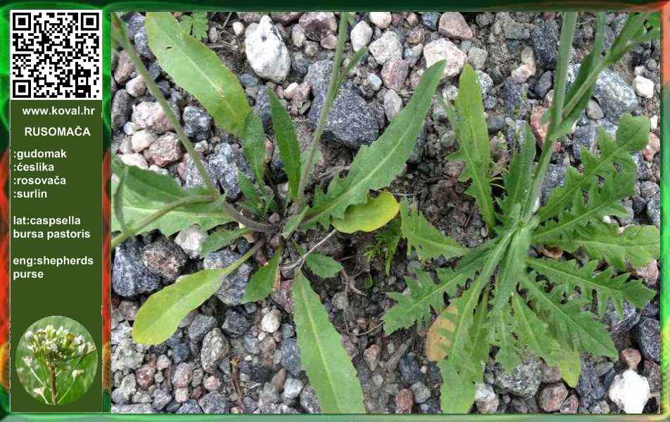 KOVAL-LJekovito bilje